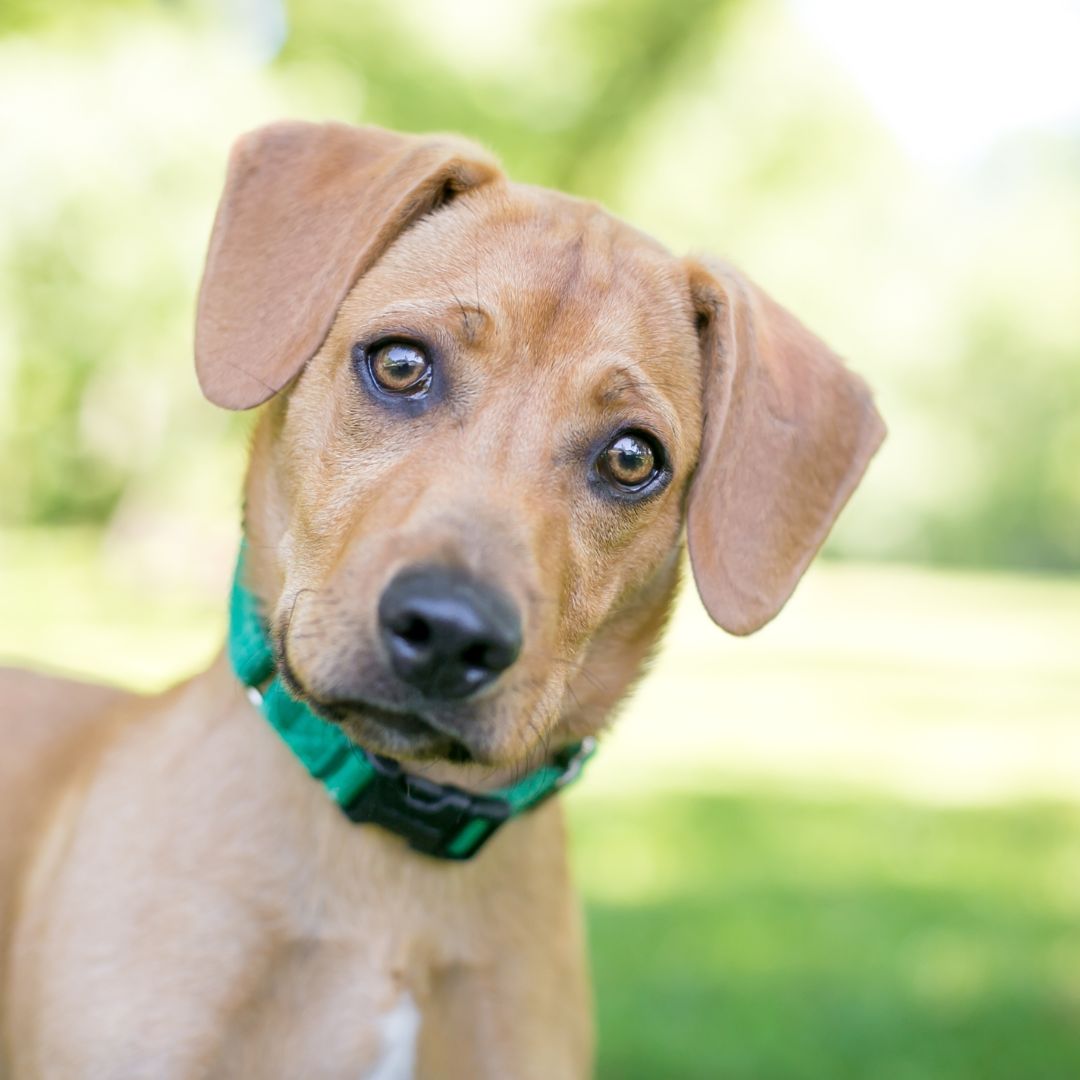 Why It's Important to Start Puppy Obedience Training Early - Dog Days ...