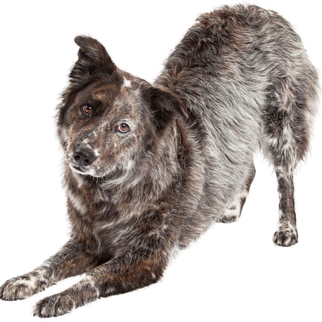 Understanding Canine Body Language: A Guide For Dog Owners - Dog Days ...