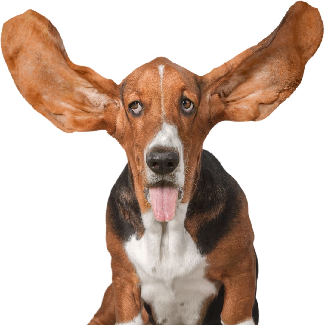 Understanding Canine Body Language: A Guide For Dog Owners - Dog Days ...